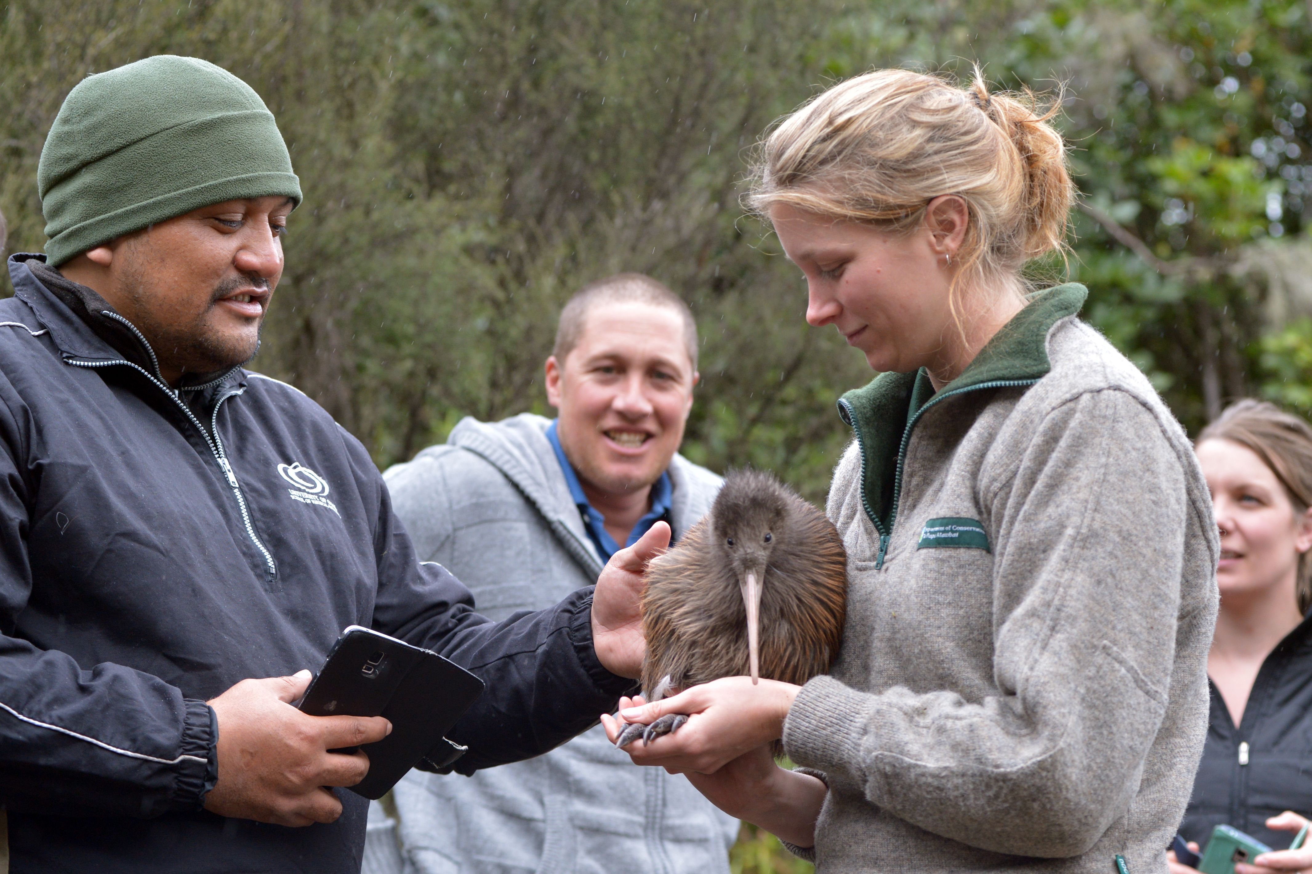 Kiwi death in Rangataua Forest sparks calls for responsible dog ...