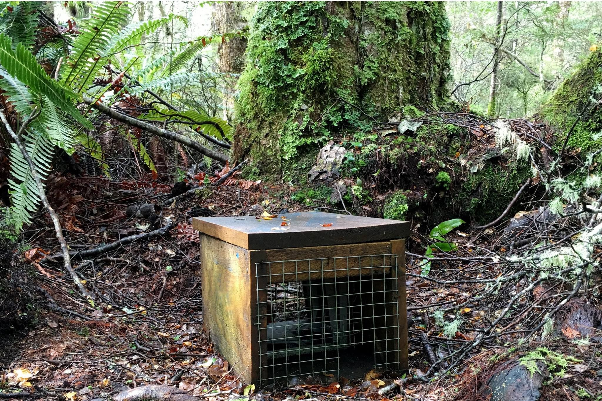 Trapping and Pest Control | Ngāti Rangi